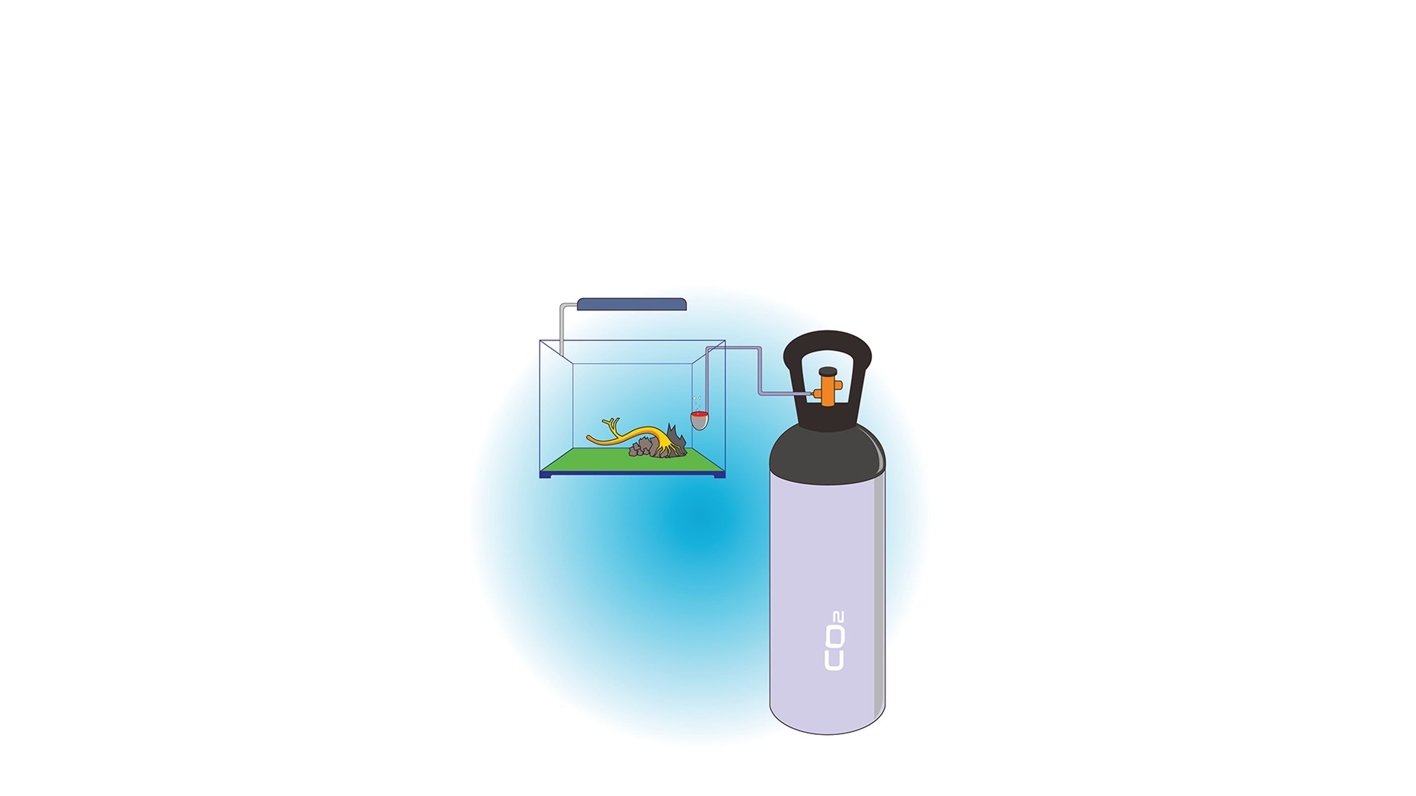 Buy CO2 System for Planted Aquarium Online - Nepal Aqua Studio – Nepal ...