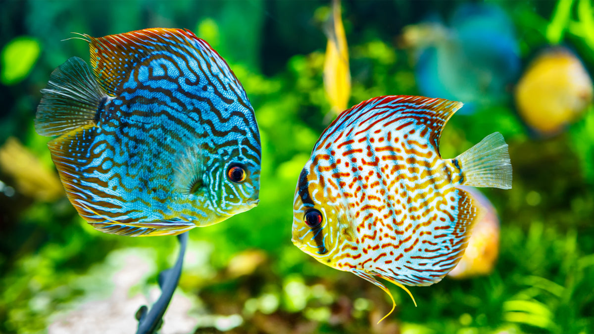 Buy Healthy Aquarium Fishes Online - Nepal Aqua Studio – Nepal Aqua Studio