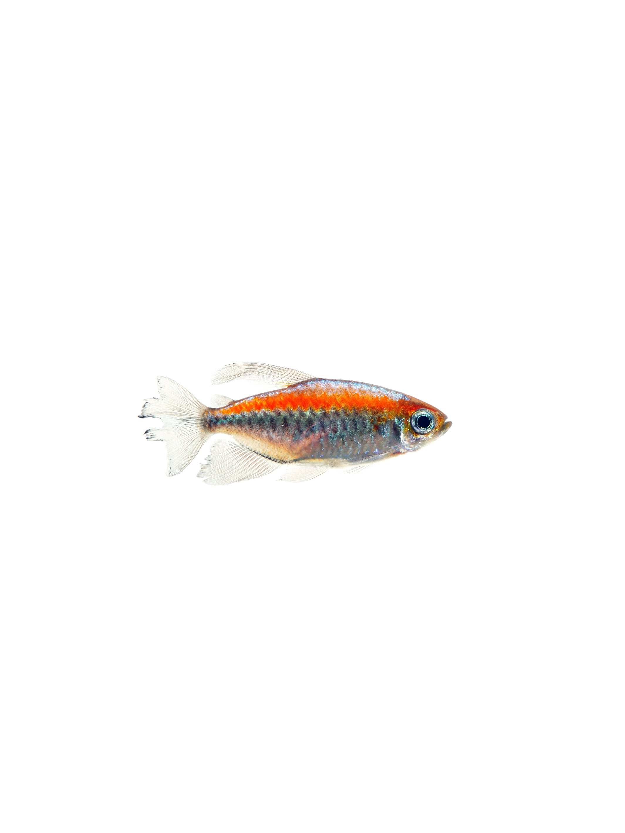 Congo Tetra – Nepal Aqua Studio