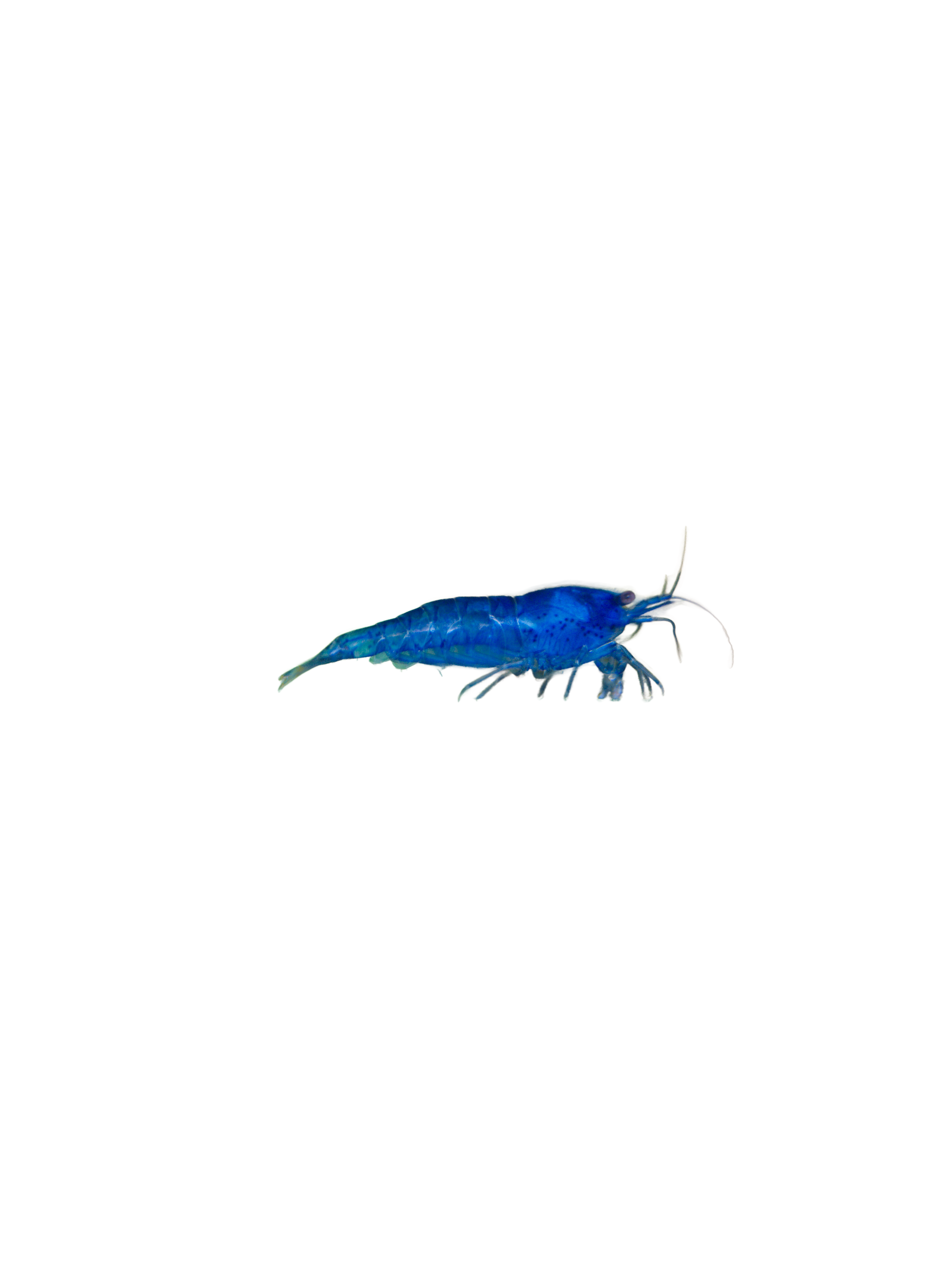 Dream Blue Shrimp – Nepal Aqua Studio