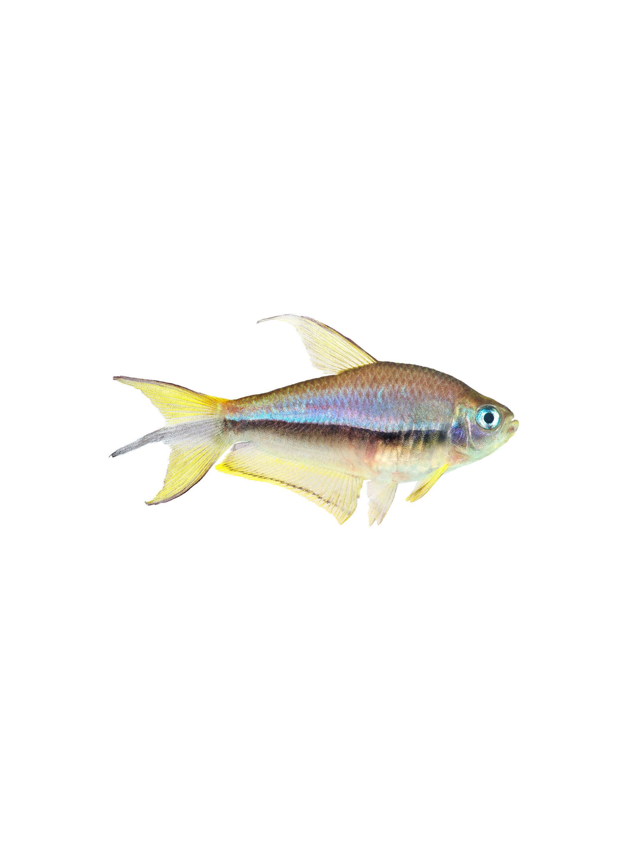 Red Emperor Tetra Aquarium Central Tetra Albino Emperor Tetra