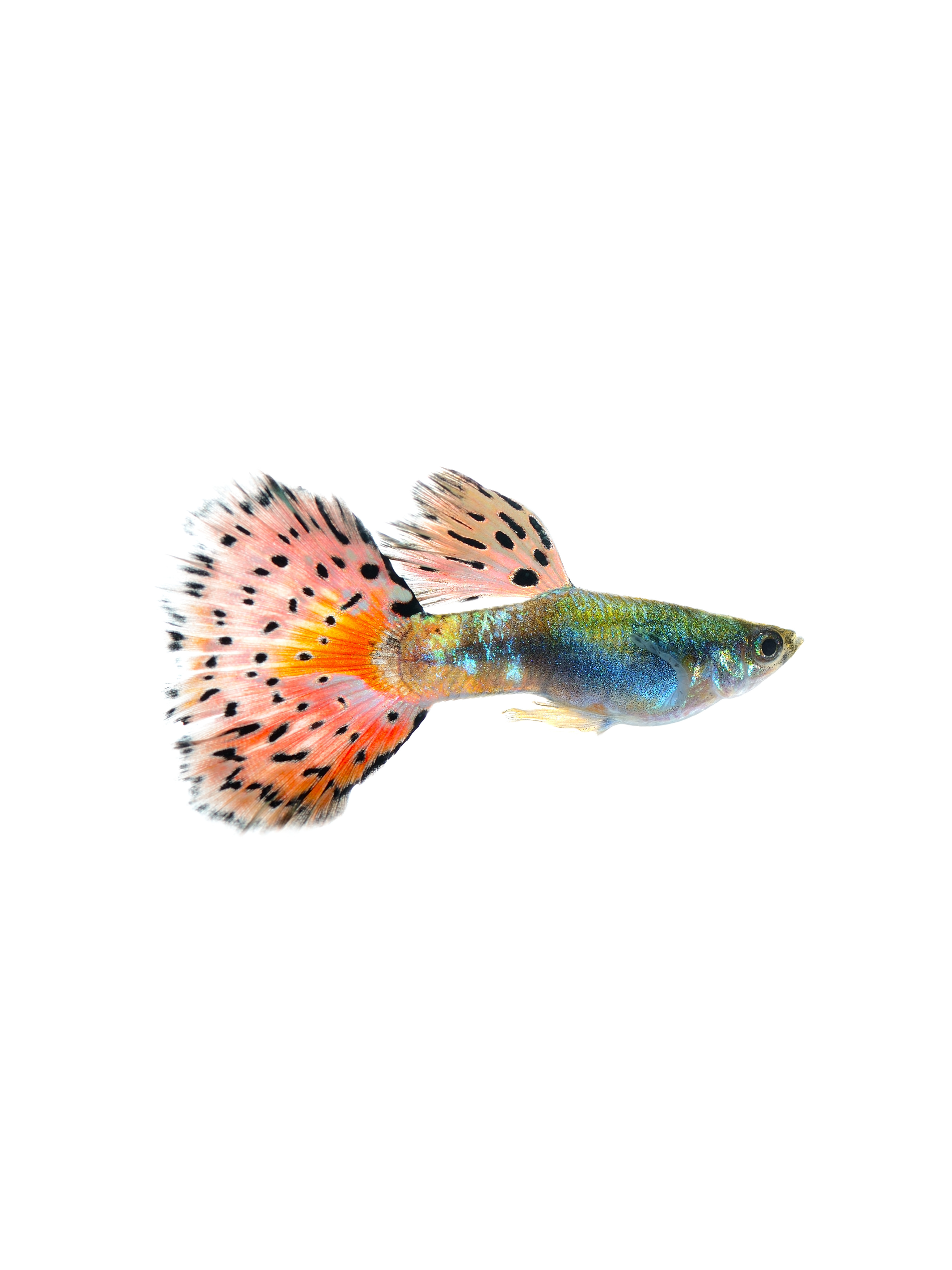 Assorted Thai Mixed Guppy – Nepal Aqua Studio