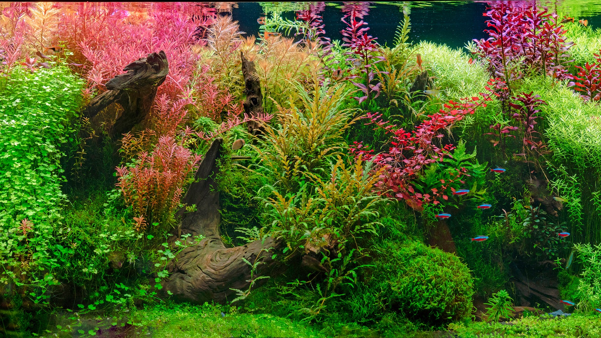 Aquariums | Garden Water Features | Fountains – Nepal Aqua Studio