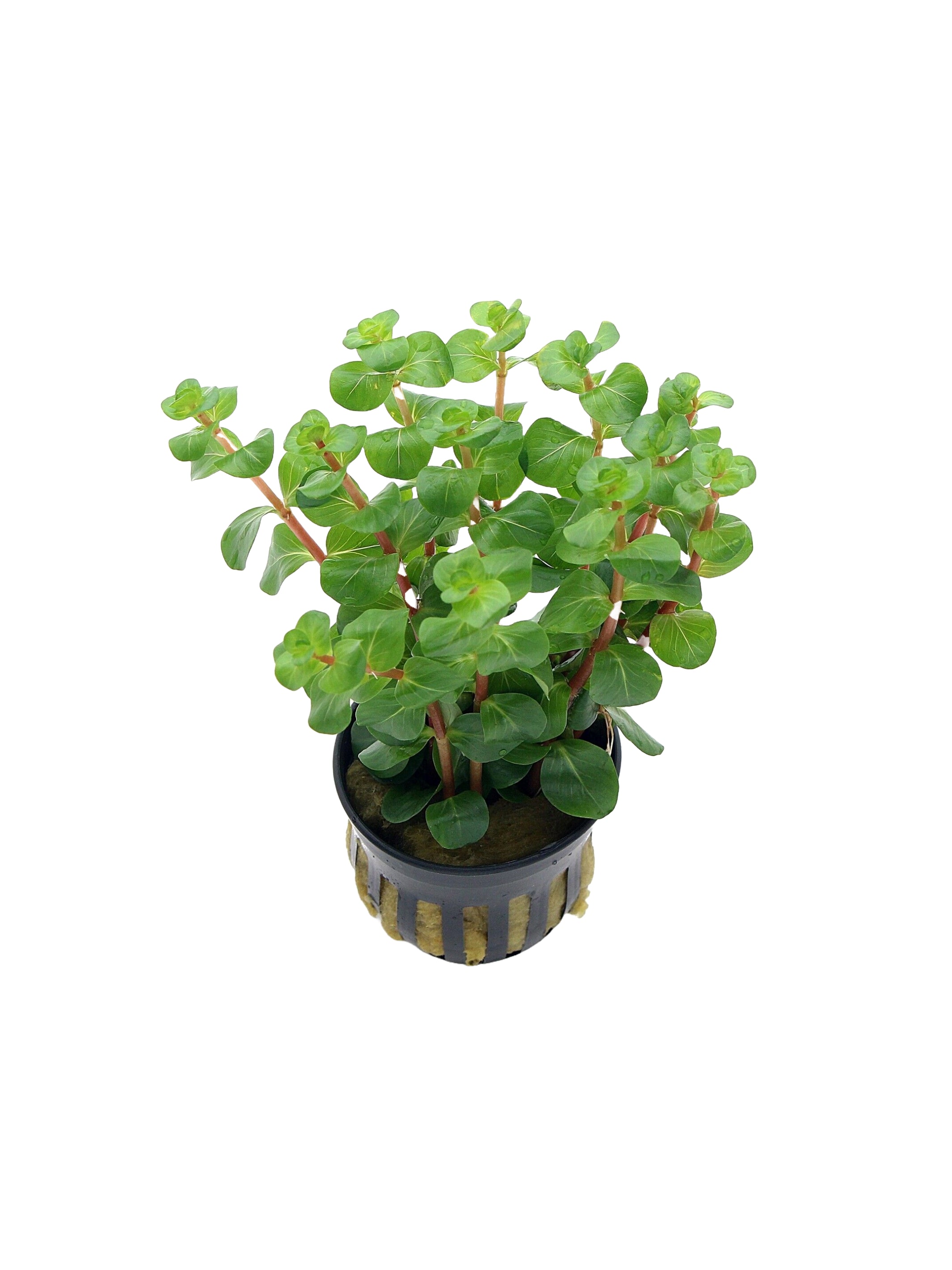 Rotala Spikey Green – Nepal Aqua Studio