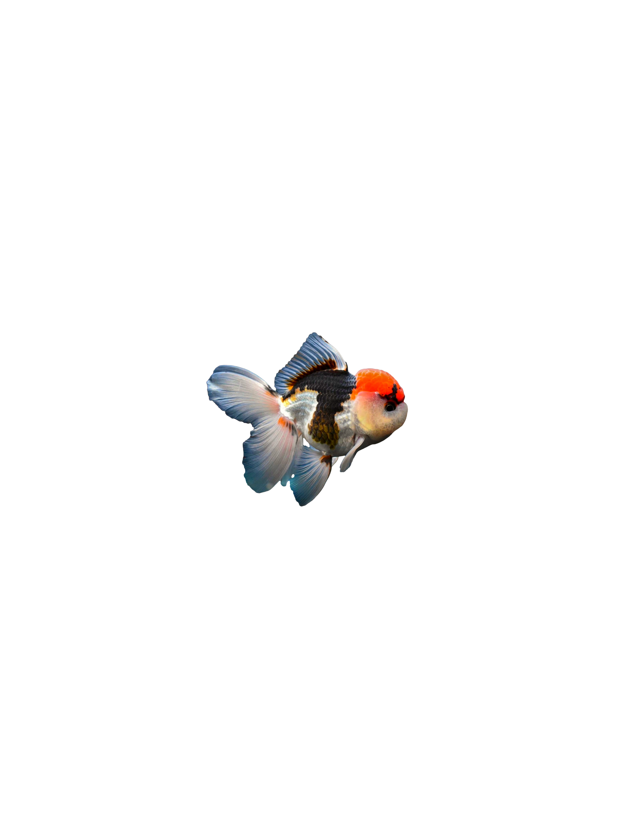 Assorted Thai Tri-Color Oranda Goldfish (Mixed) – Nepal Aqua Studio